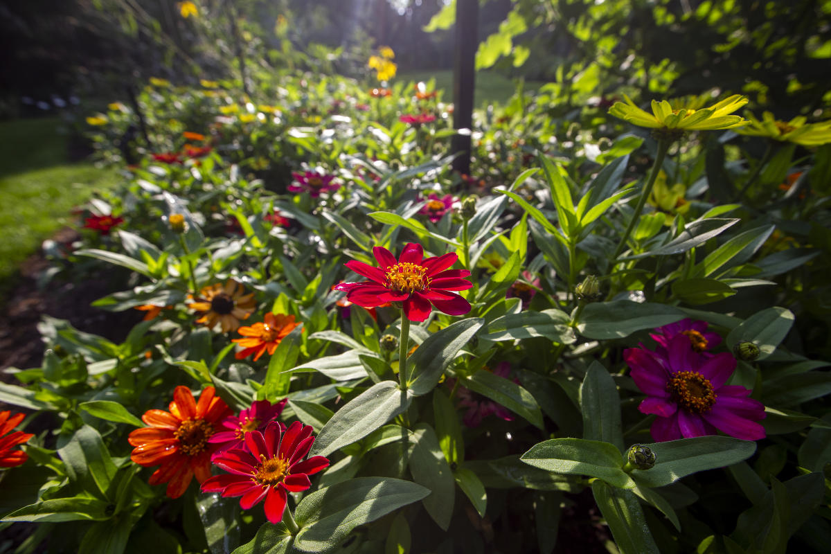 Beal Botanical Garden