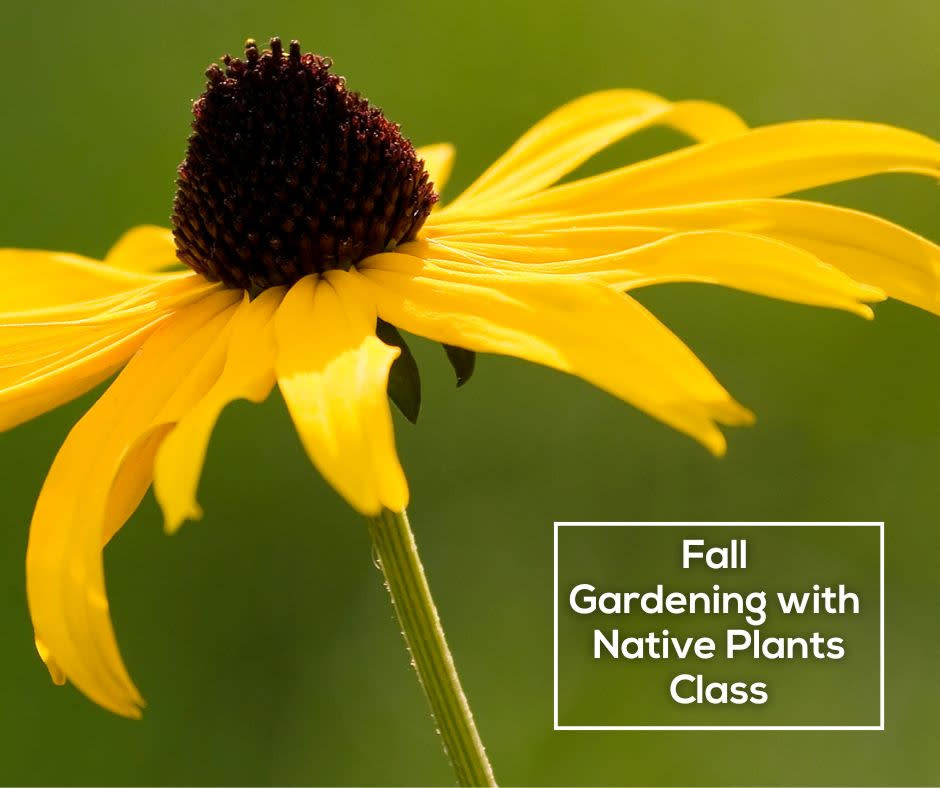 Fall Gardening with Native Plants