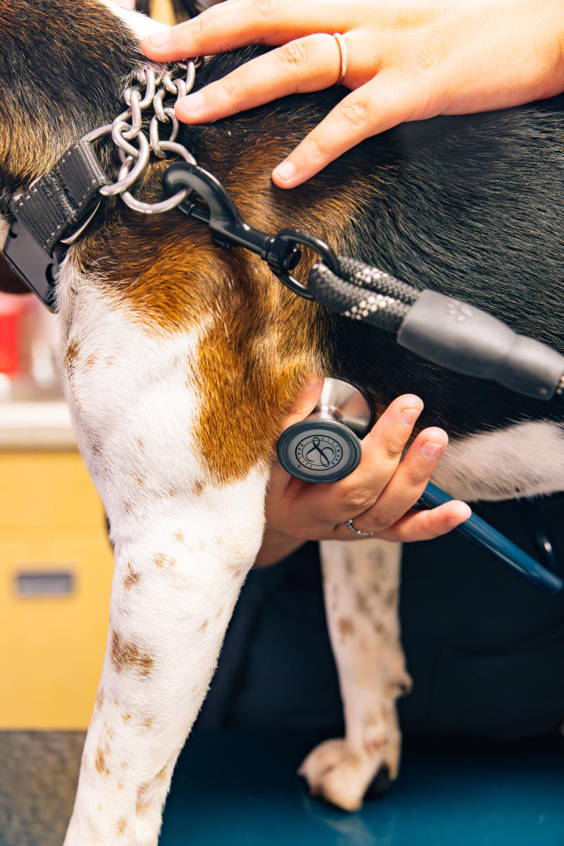 Wooflands Veterinary Center | Farmington, PA