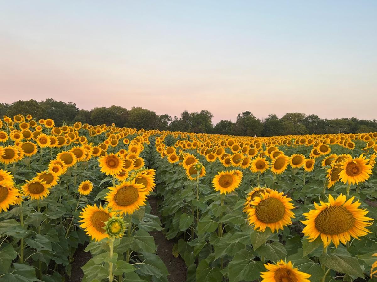 Grinter's Sunflower Farm