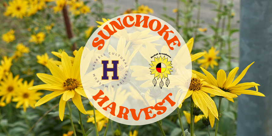 Sunchoke Harvest with Haskell Greenhouse