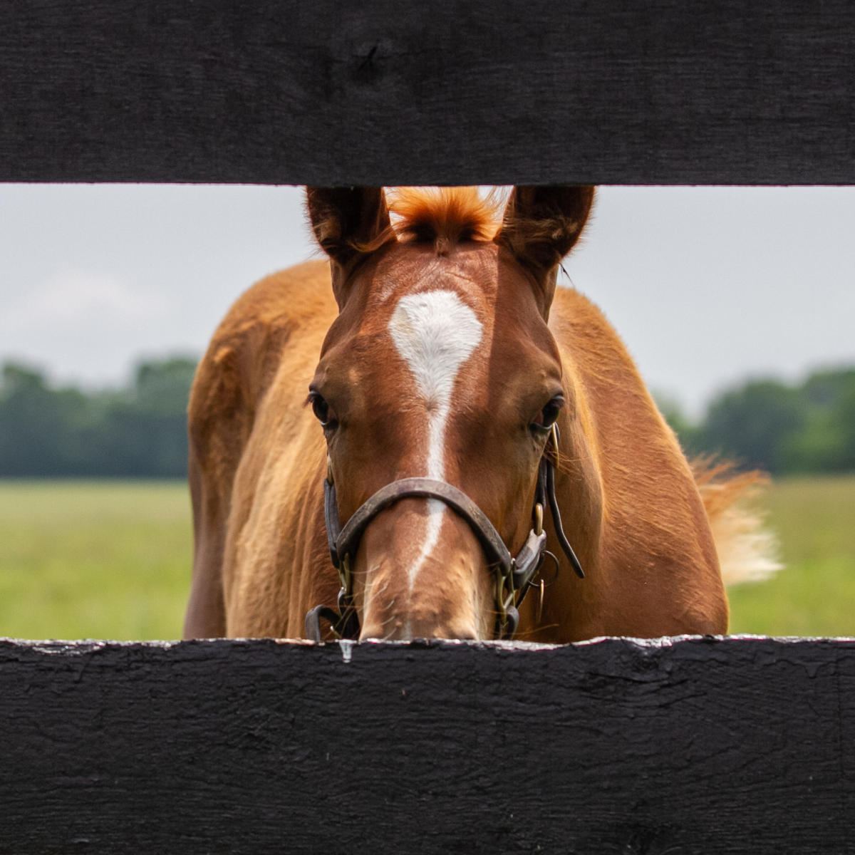 Airdrie Stud - Lexington, KY - VisitLex