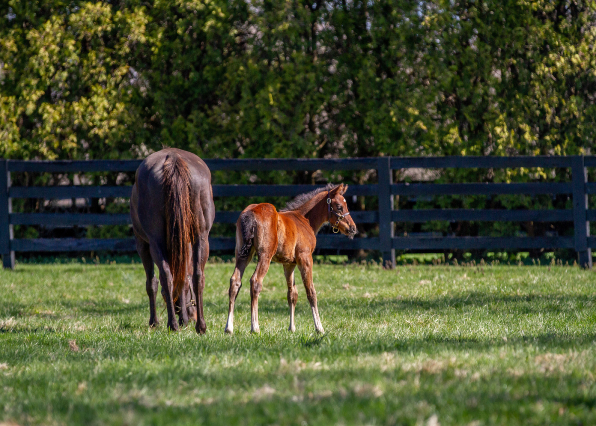 Godolphin at Gainsborough Farm - Lexington, KY - VisitLex
