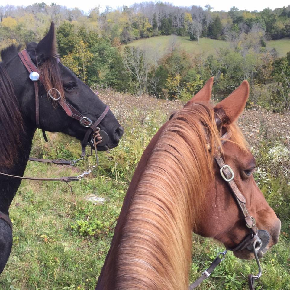 Big Red Stables - Lexington, KY - VisitLex