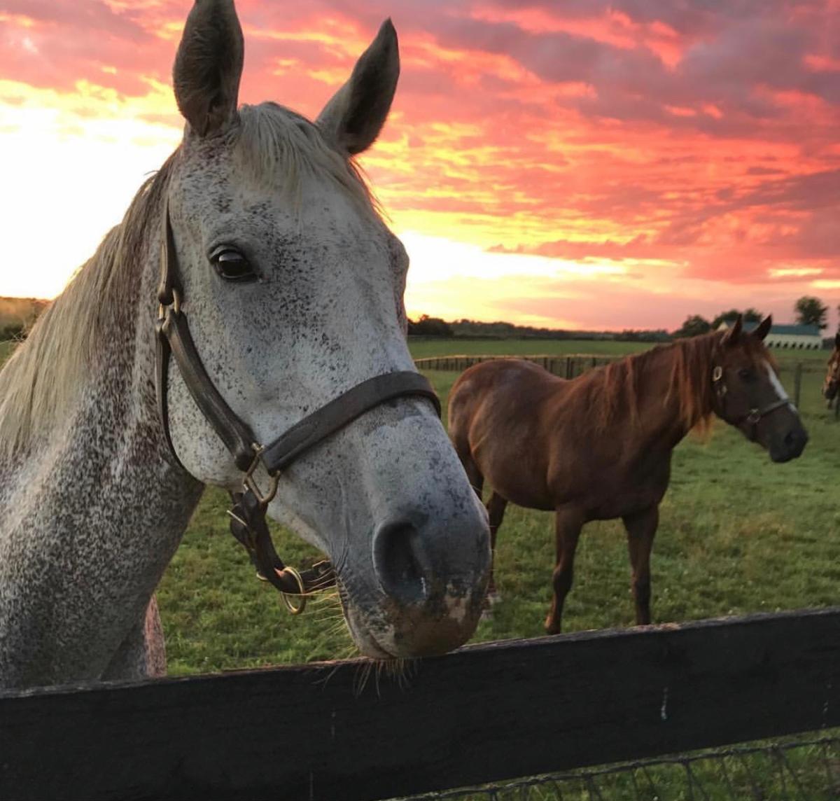 Runnymede Farm - Lexington, KY - VisitLex