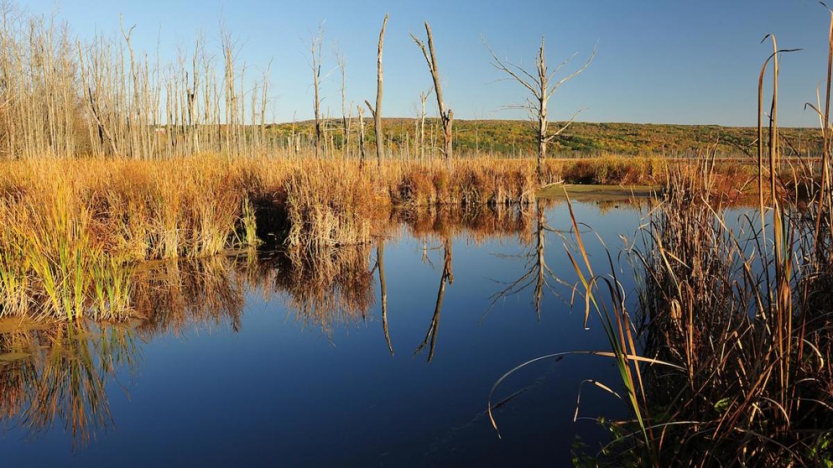 Conesus Lake Wildlife Management Area
