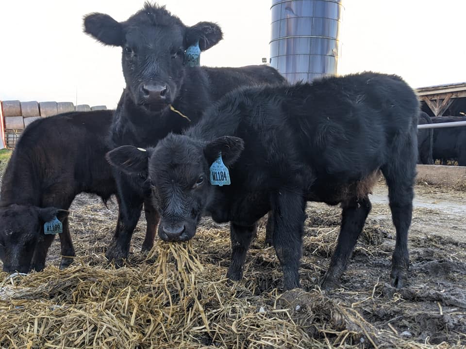 Waltons Way Angus Farm