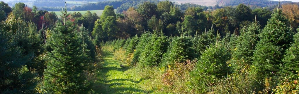 Letson Tree Farm II