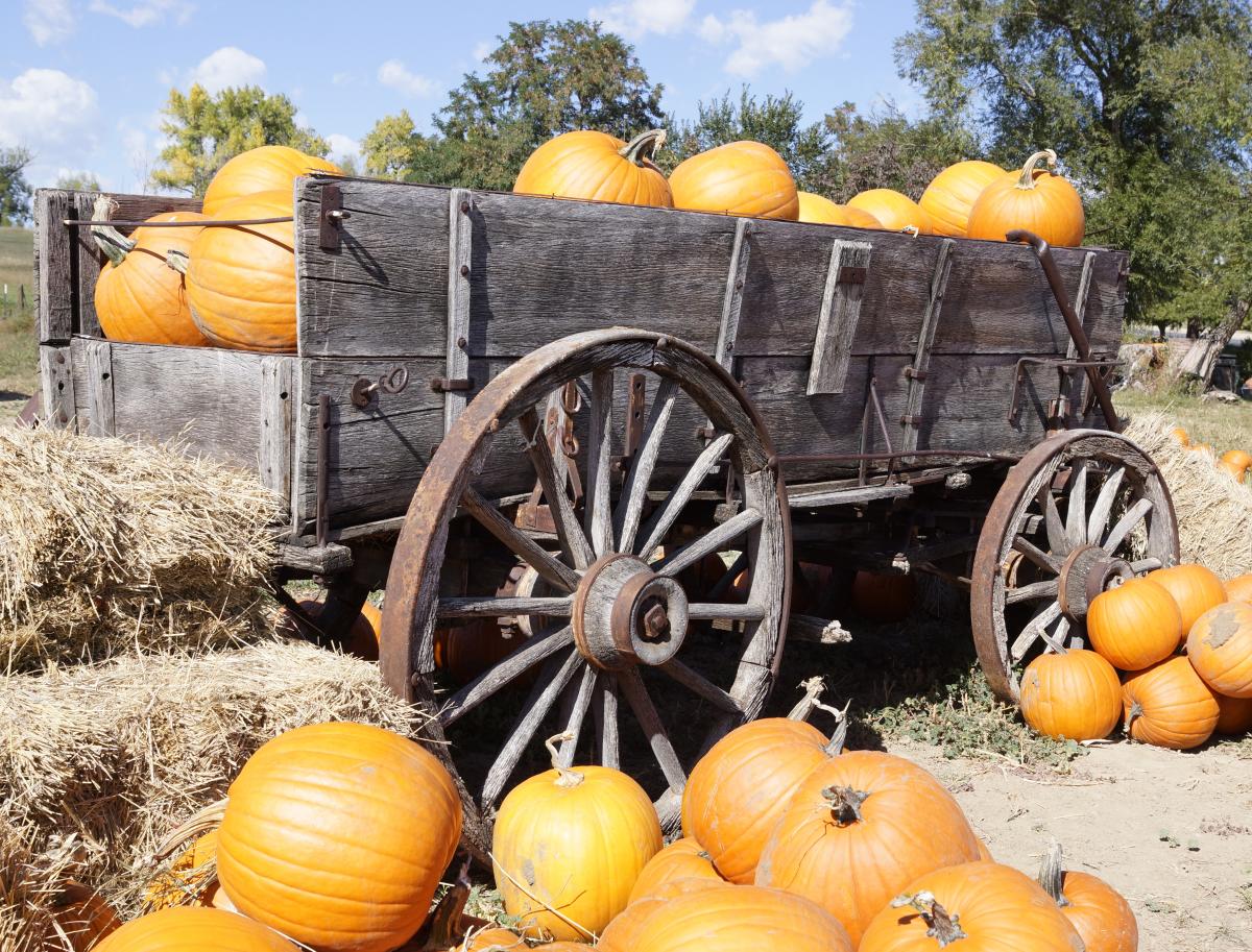 Rocky Mountain Pumpkin Ranch