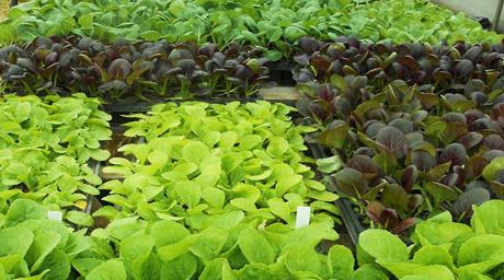 Potomac Vegetable Farm