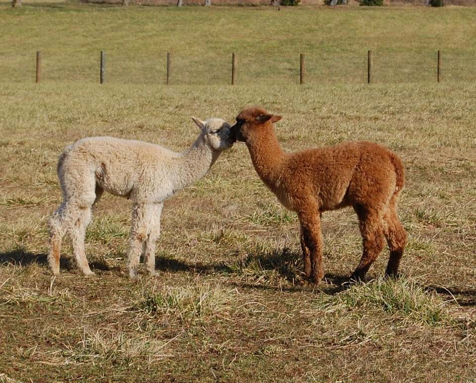 Double 8 Alpaca & Llama Ranch