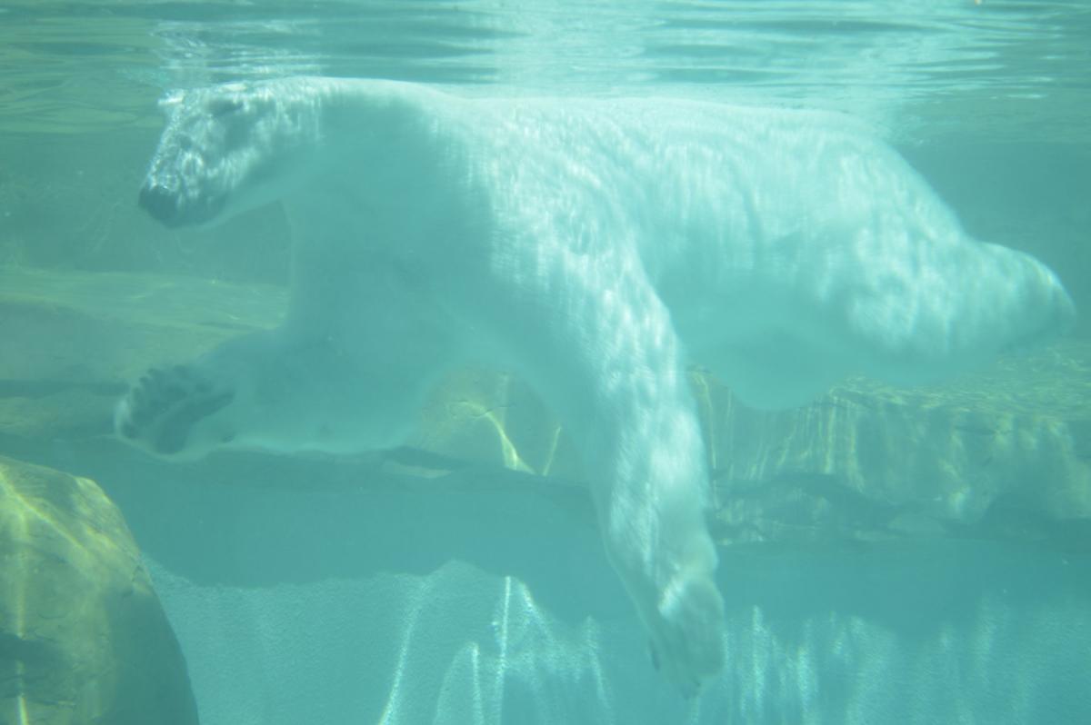 Henry Vilas Zoo | Madison, WI