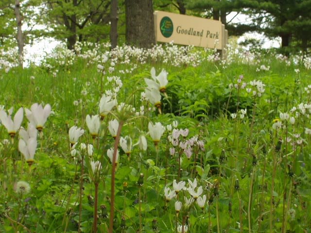 Goodland County Park | Madison, WI