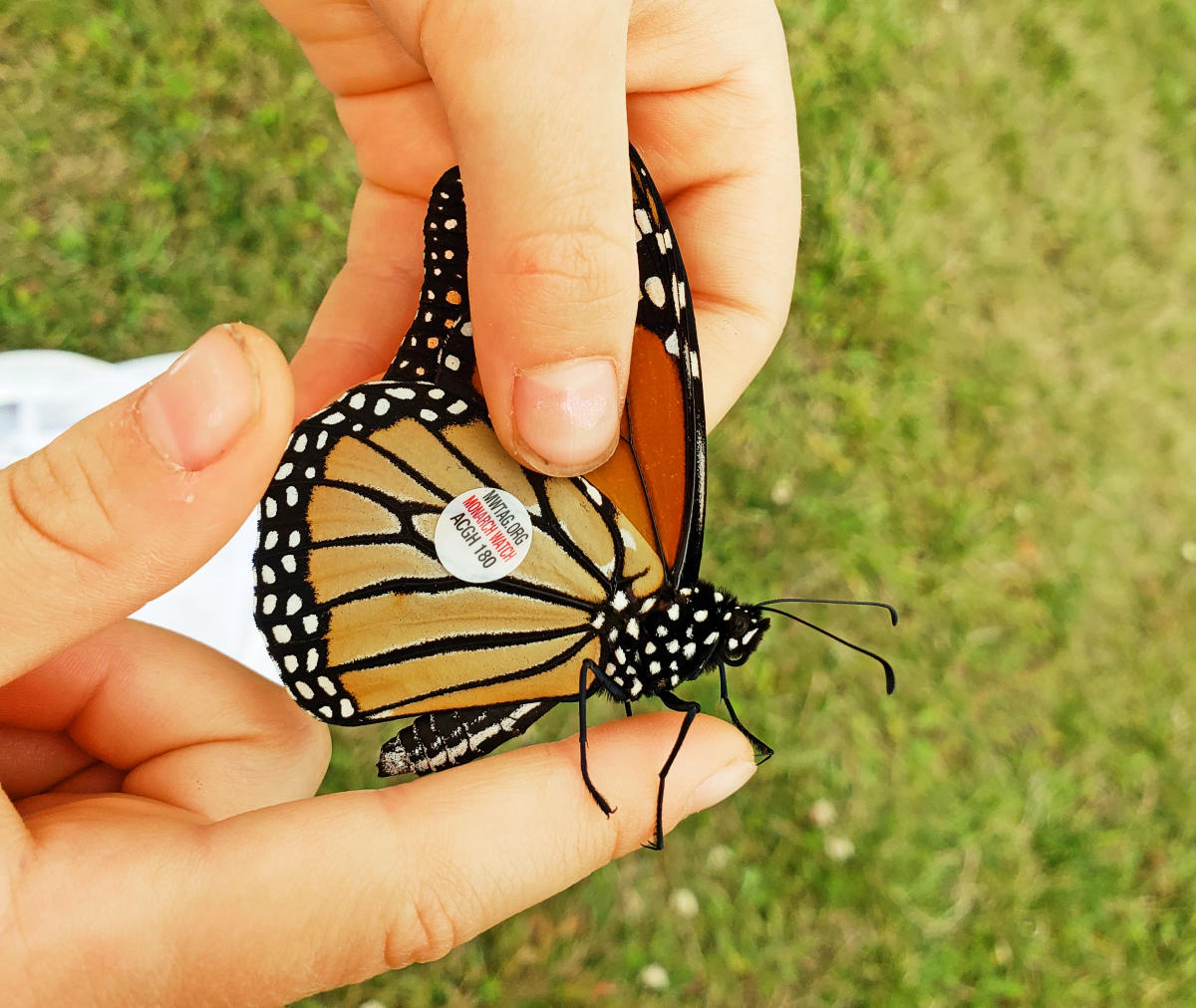 Monarch Tagging at Pope Farm Conservancy | Middleton, WI