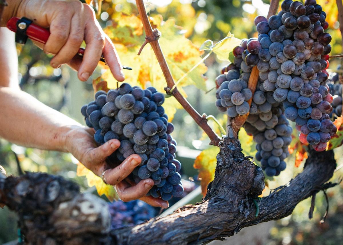 Sicily Wine Dinner at Cento | Madison, WI