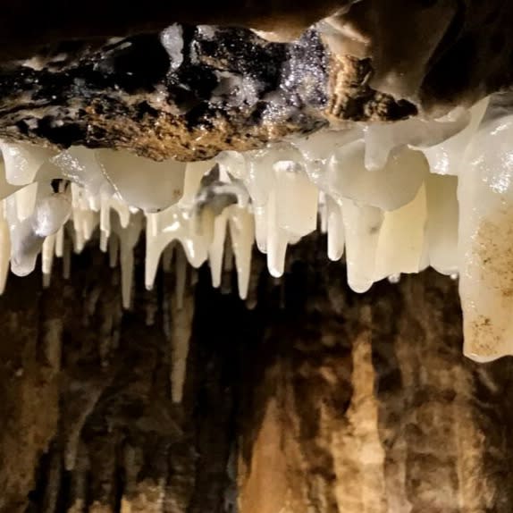 Cave Life Rocks TRIVIA NIGHT | Mount Horeb, WI