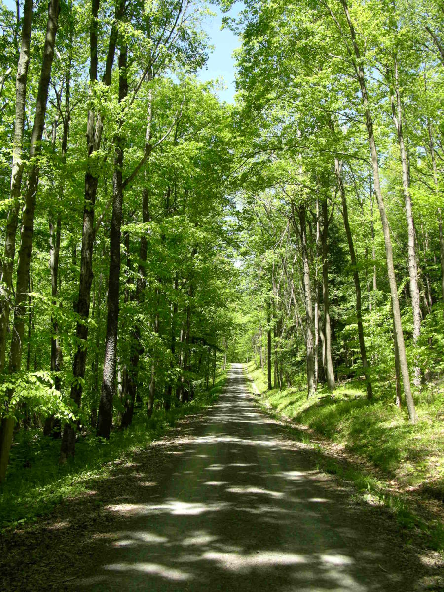 Charles Baker State Forest