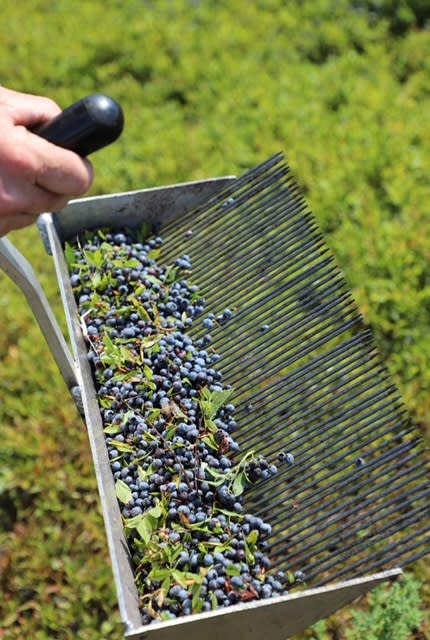 Maine Department of Agriculture, Conservation & Forestry - Maine Forest ...