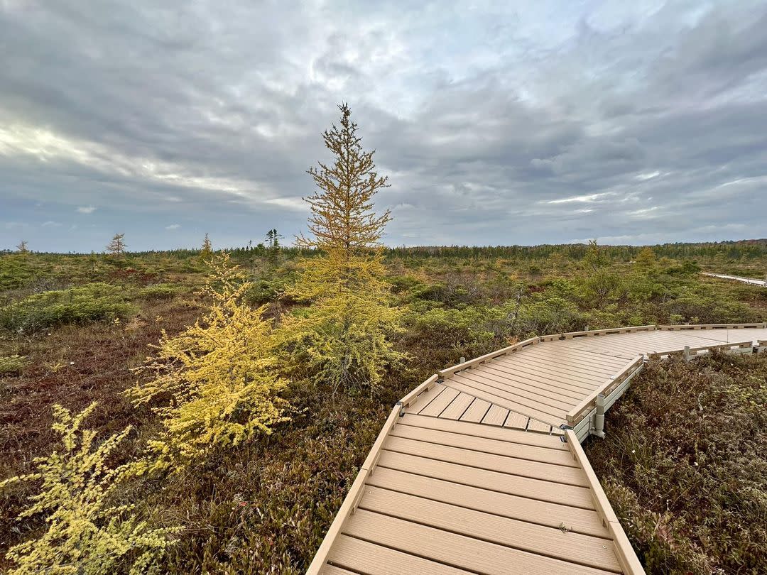 Orono Bog Boardwalk