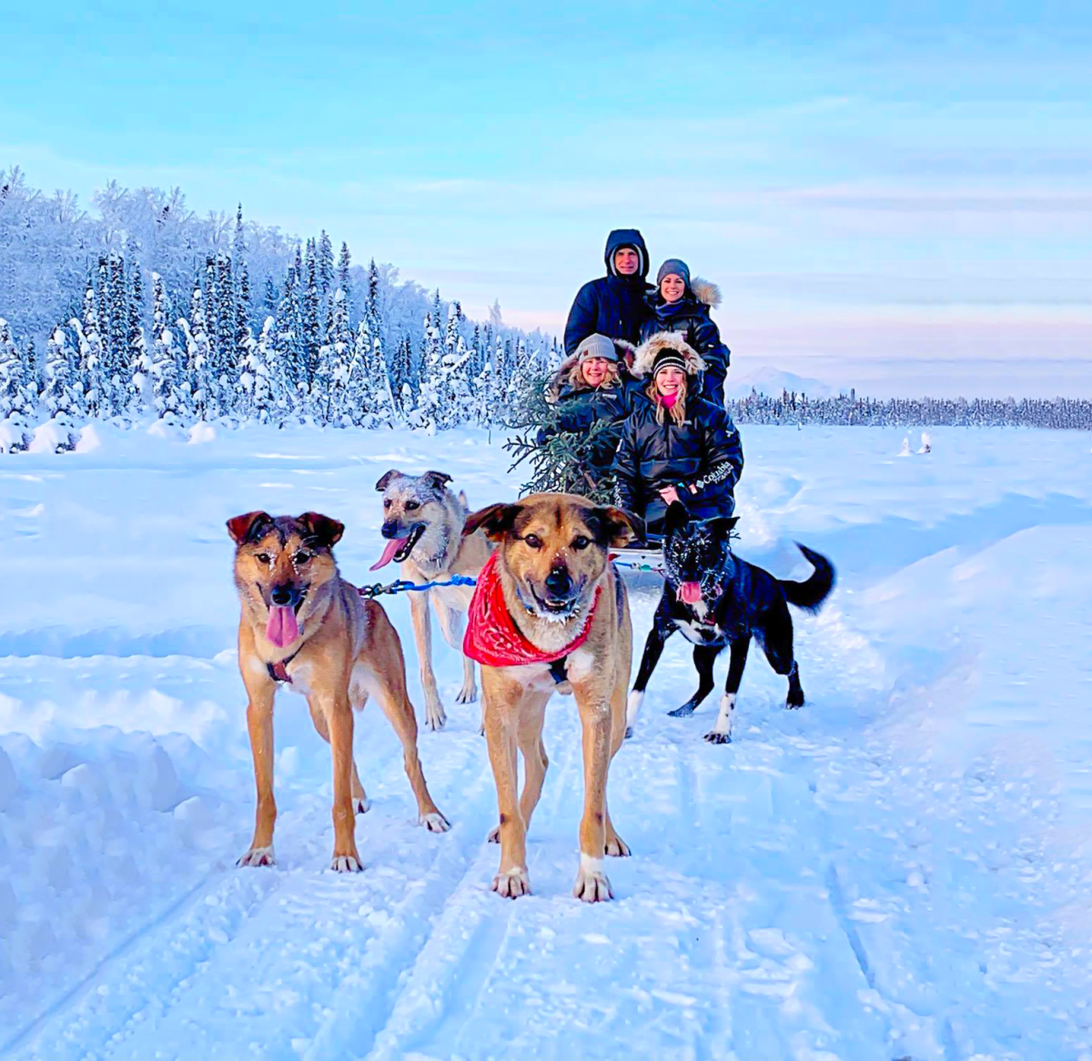 Alaskan Husky Adventures