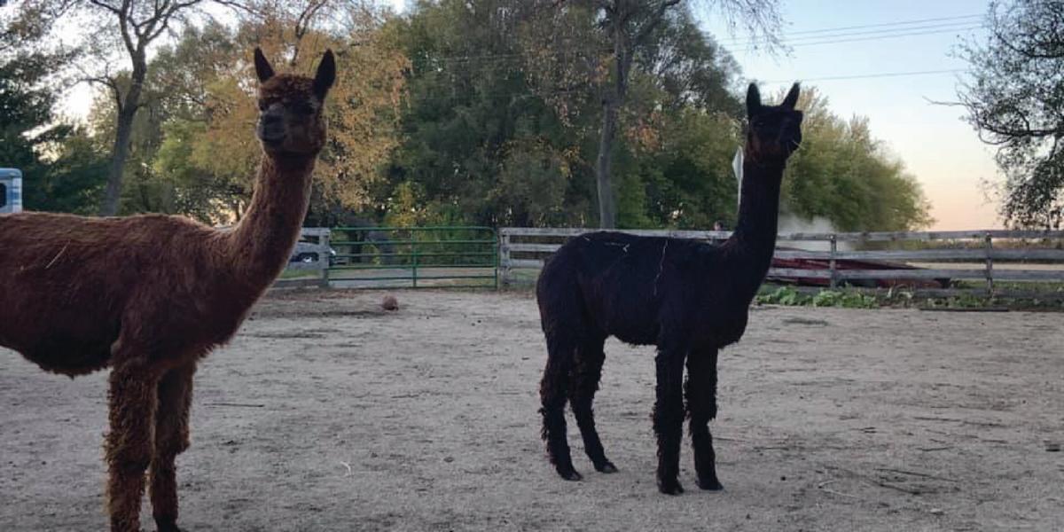 Magic Meadows Alpacas