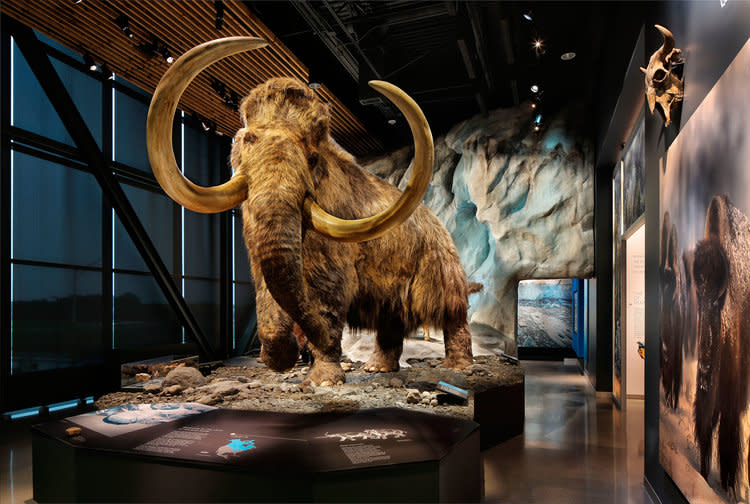 Bell Museum of Natural History