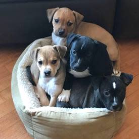 Oneida County Humane Society | Rhinelander, WI 54501