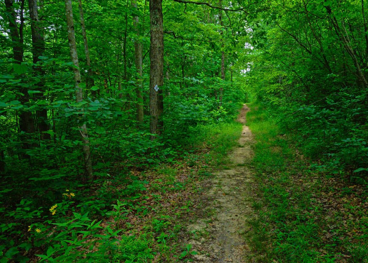 Sheltowee Trace National Recreation Trail- Northern Terminus