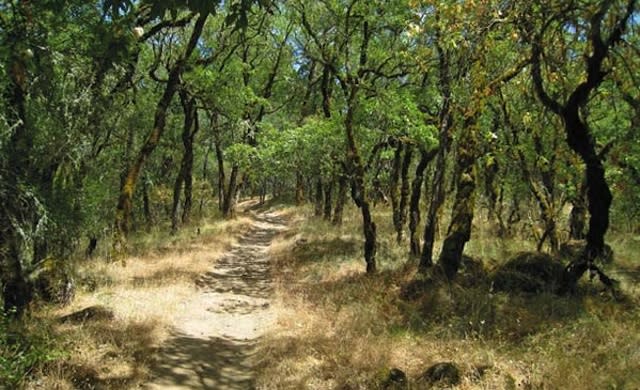 Bothe-Napa Valley State Park | Calistoga, CA 94515