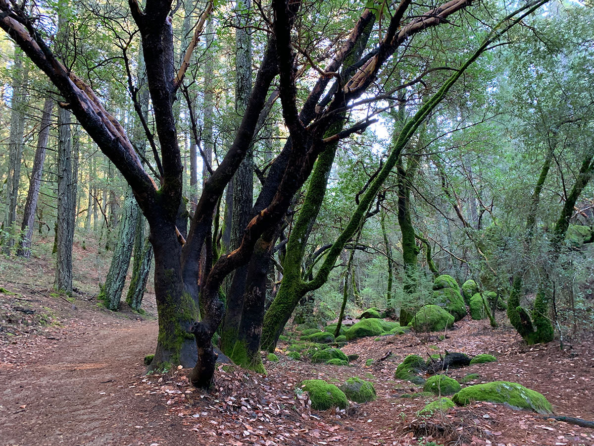 Pacific Union College (PUC) Forest | Angwin, CA 94508