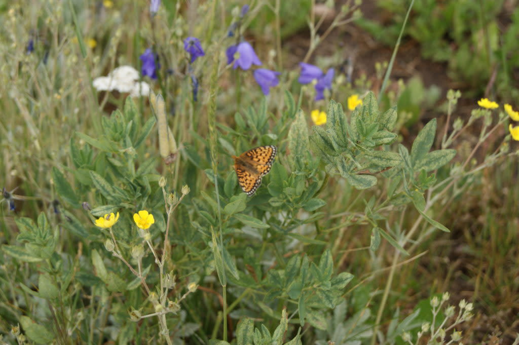 Chama Valley Arts | Chama, NM 87520