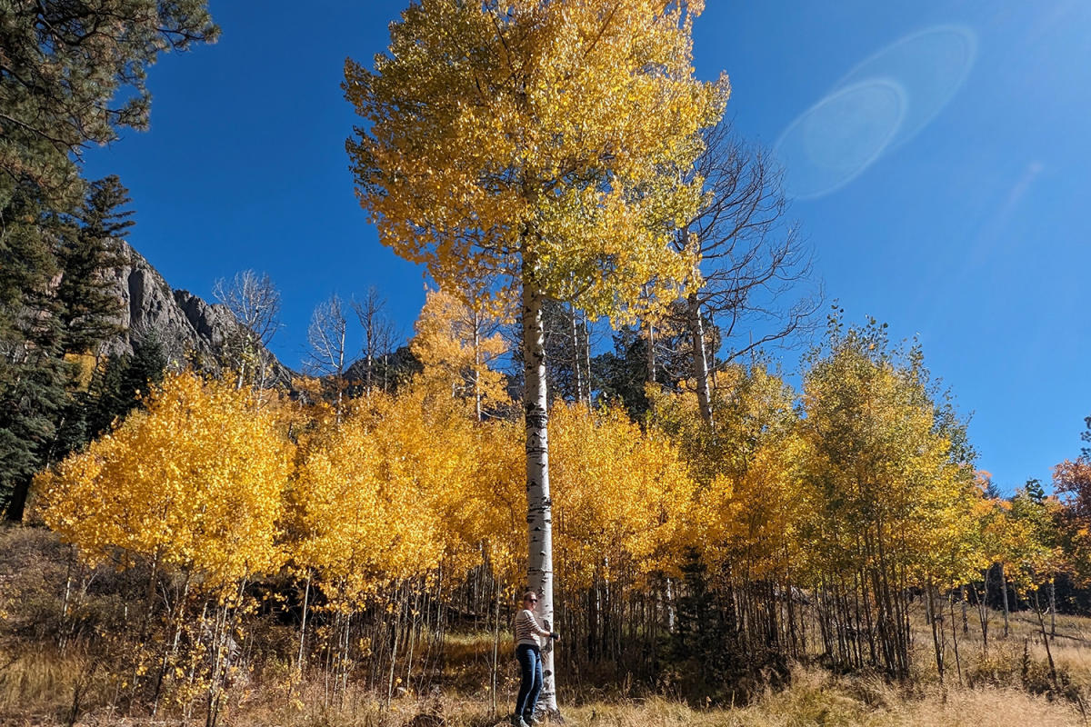 FALL LEAF PEEPING | Chama, NM 87520