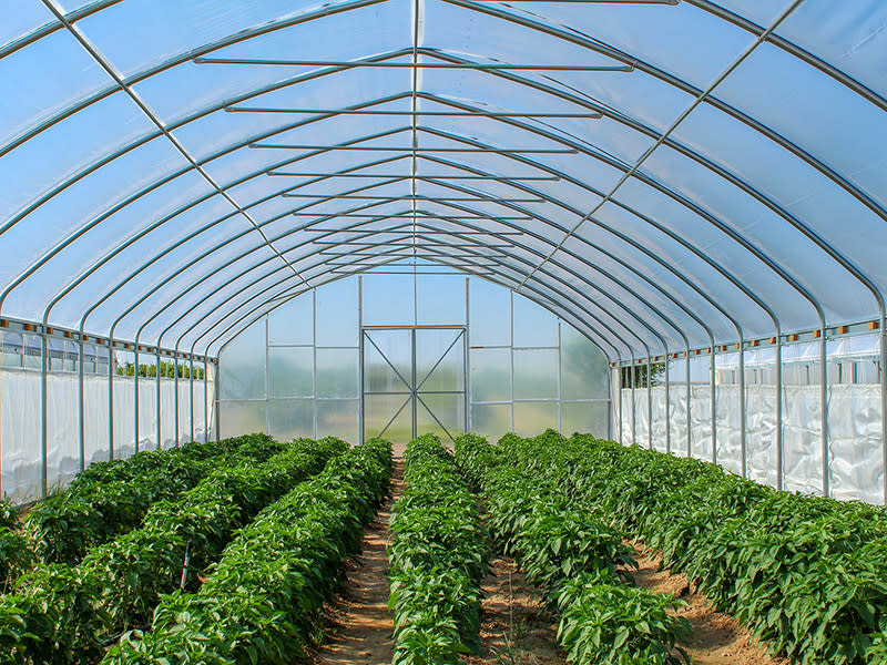 Navajo Agricultural Products Industry (NAPI) | Farmington, NM 87499