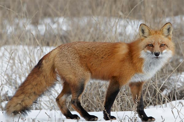 WildEarth Guardians | Santa Fe