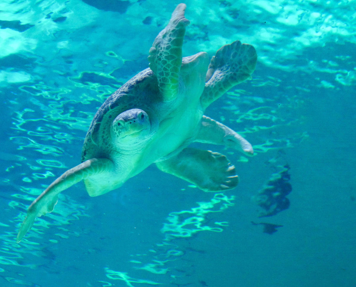 Audubon Cruise Promotion