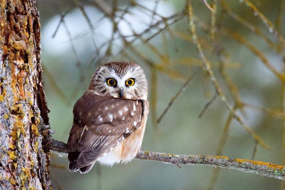 January Owl Prowl | Middletown, RI | Discover Newport
