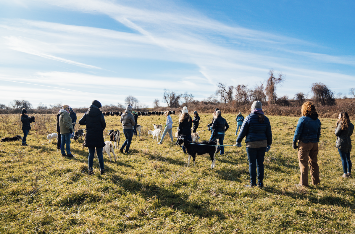 Goat Hikes | Middletown, RI 02842