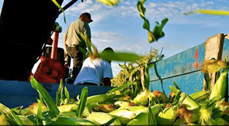 Young Family Farm | Little Compton, RI | Discover Newport