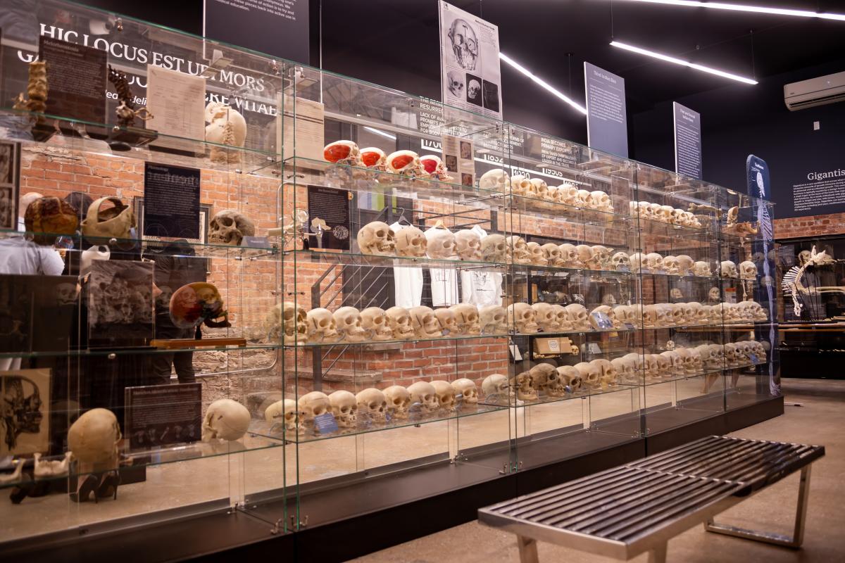 The Bone Museum | Brooklyn, NY 11206