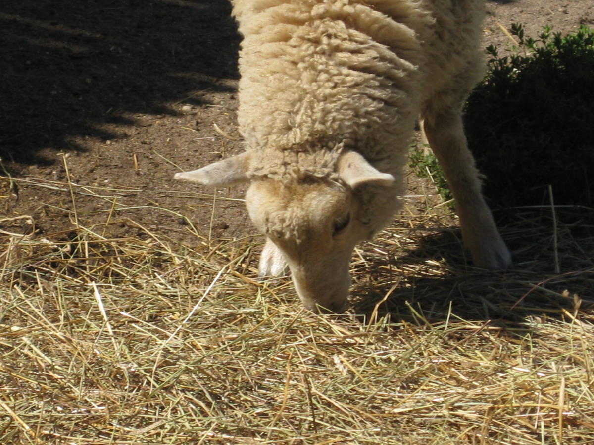 Animal Farm Petting Zoo | Manorville, NY 11949