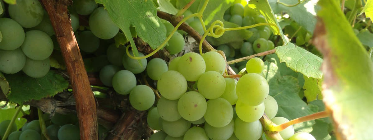 Cayuga Lake Wine Trail | Romulus, NY