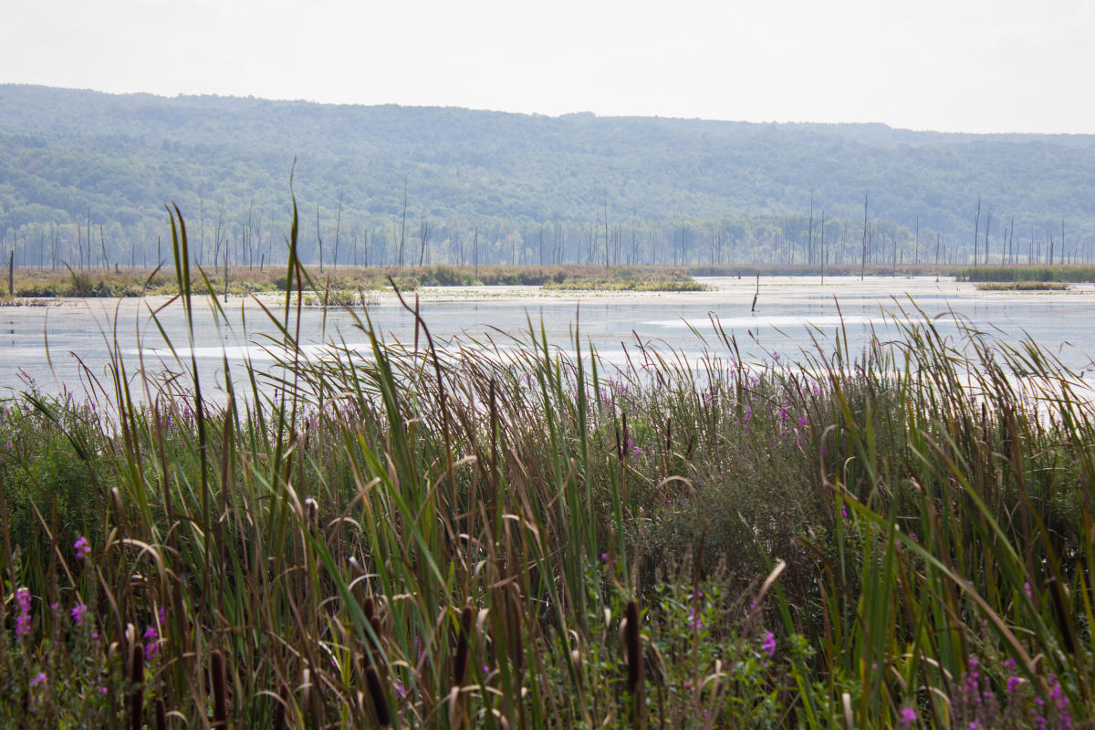 Conesus Inlet Fish and Wildlife Management Area | Conesus, NY 14454
