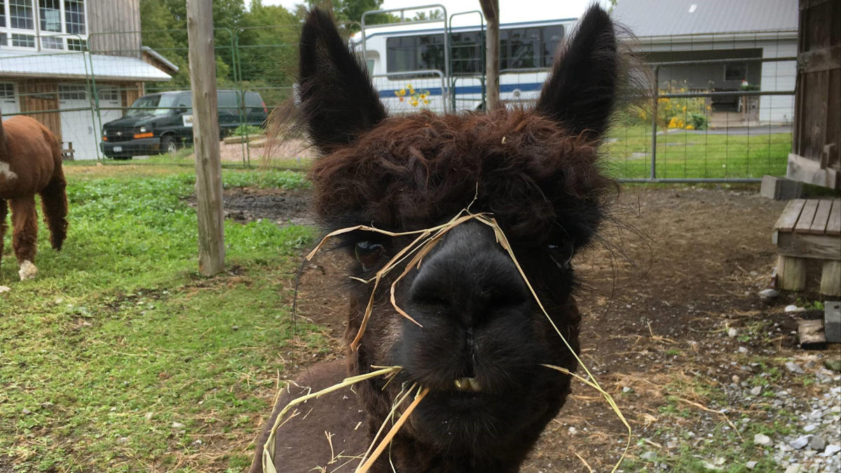 Home Again Alpaca Farm | Theresa, NY 13691