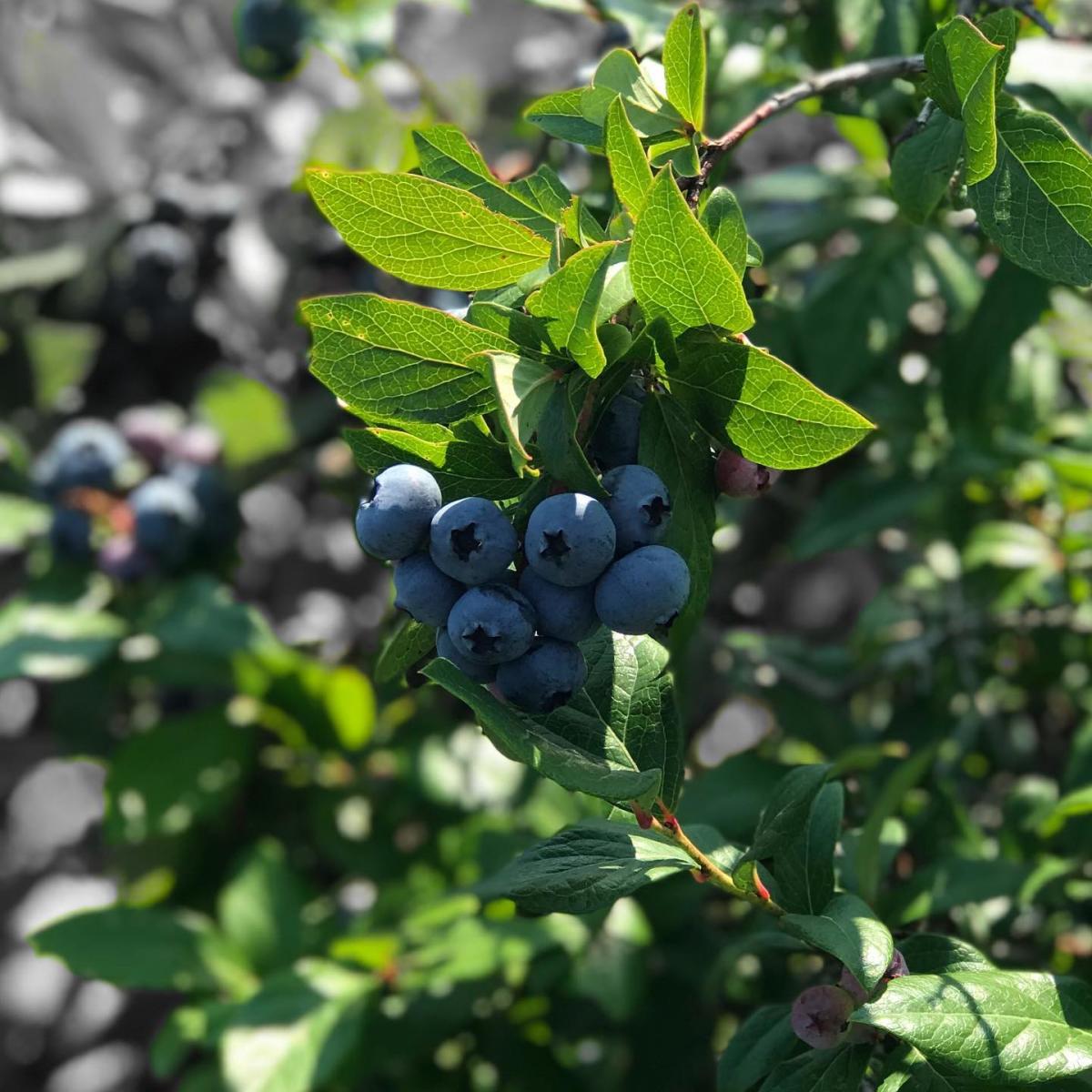 Hillview Blueberry Farm | Prattsburgh, NY 14873