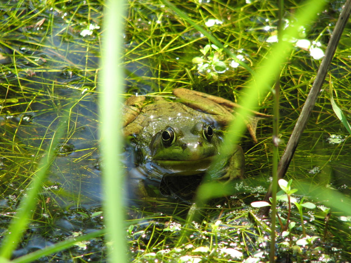 Huckleberry Swamp | North Rose, NY 14516