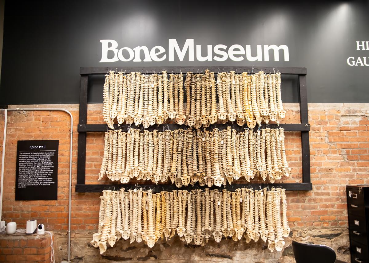 The Bone Museum | Brooklyn, NY 11206