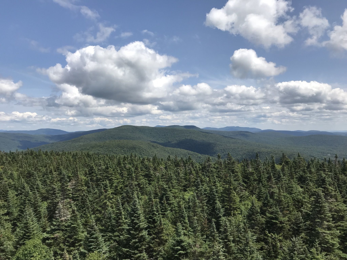 Livingston Brook Preserve - Battenkill Conservancy | Greenwich, NY 12834