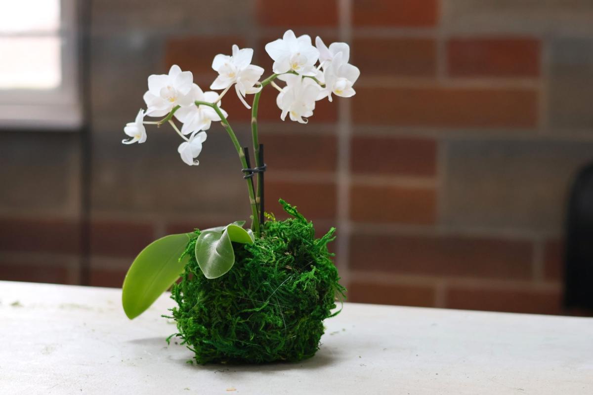 Orchid Kokedama Workshop | Buffalo, NY 14218