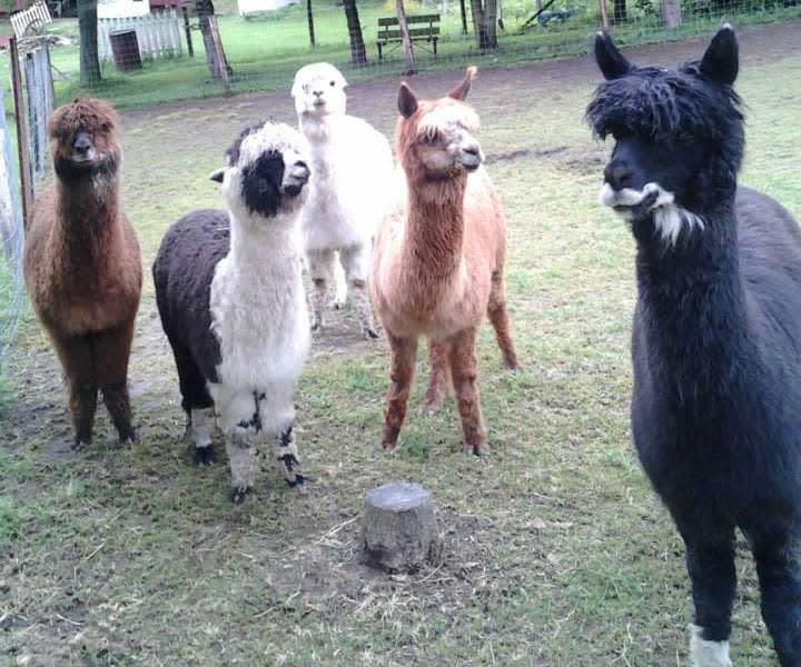 Stoney Acres Alpacas | Canisteo, NY 14823