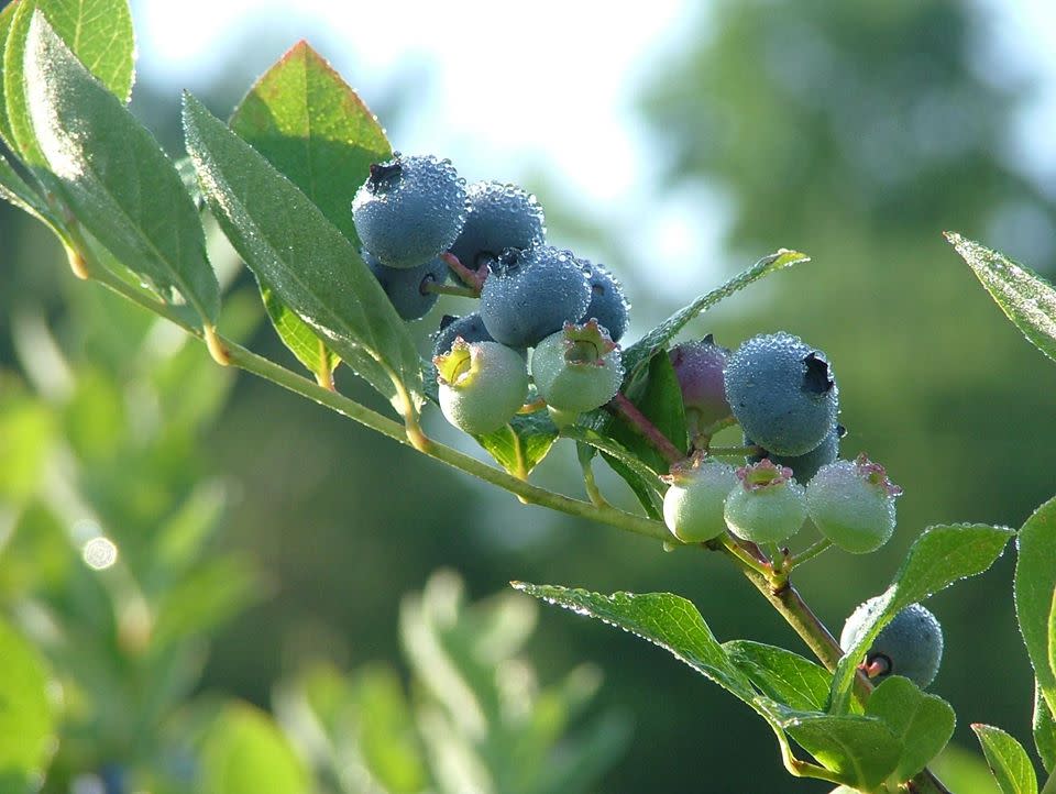 Serendipity Blueberry Farm | Penn Yan, NY 14527